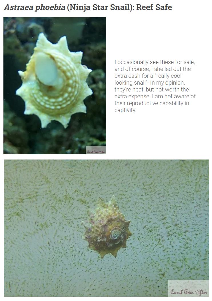 "martha, get the shotgun" Critter ID - Spaghetti Worm? | Reef2Reef
