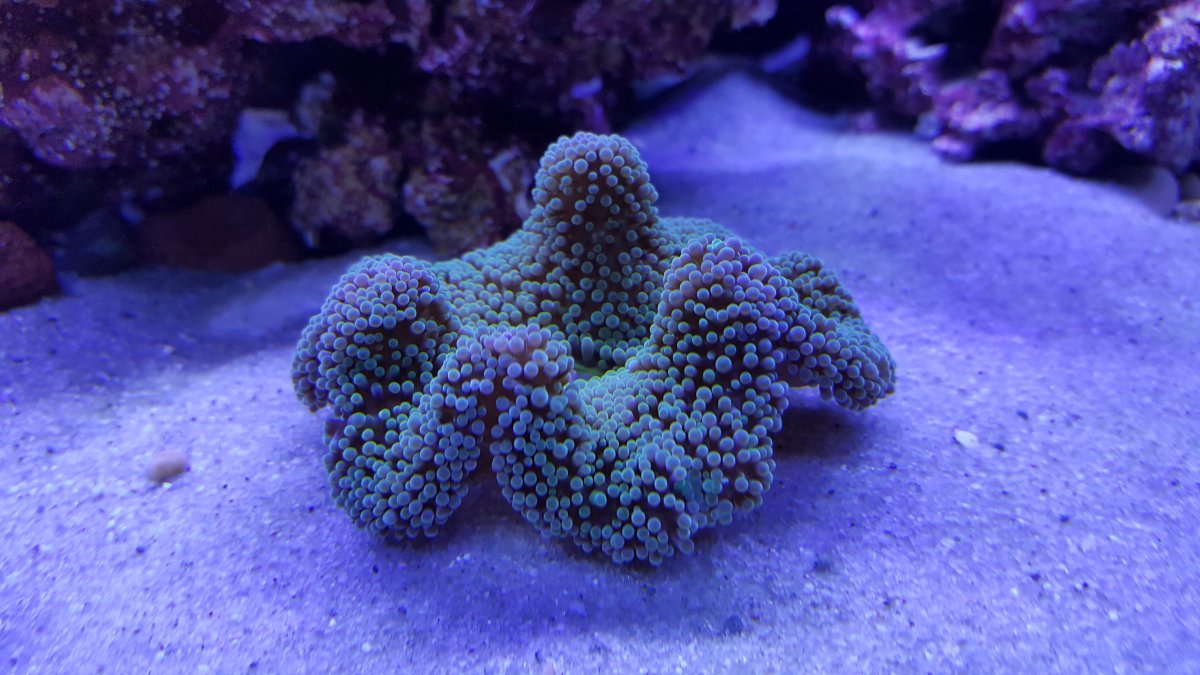 New Carpet Anemone (S. Haddoni). | Reef2Reef