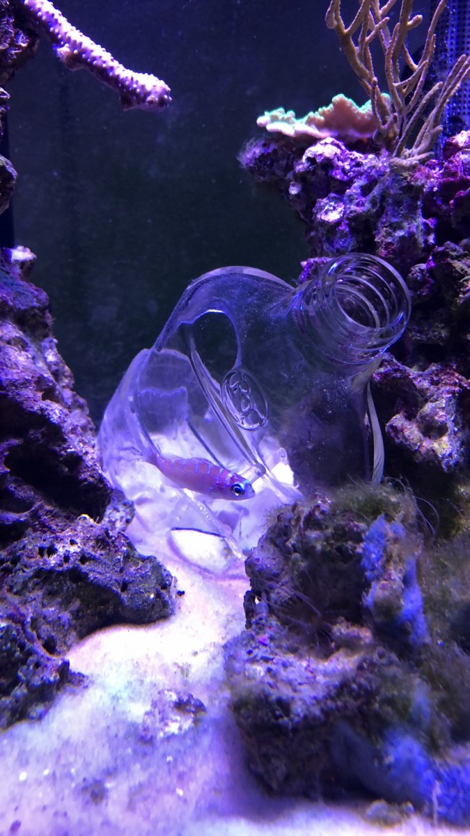 QUESTION OF THE DAY - Transparent underwater ornaments: Have you added ...