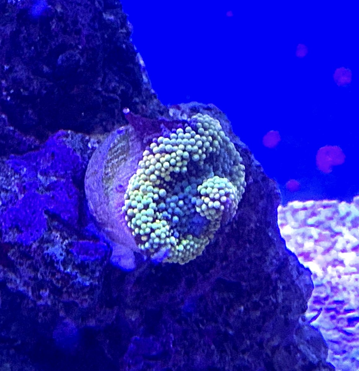 Tried the wwc coral club silver 3month. | REEF2REEF Saltwater and Reef ...