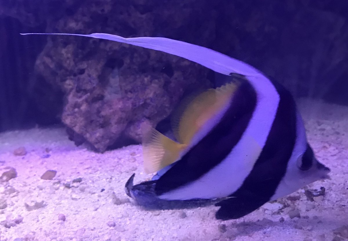 Black and White Heniochus | Reef2Reef