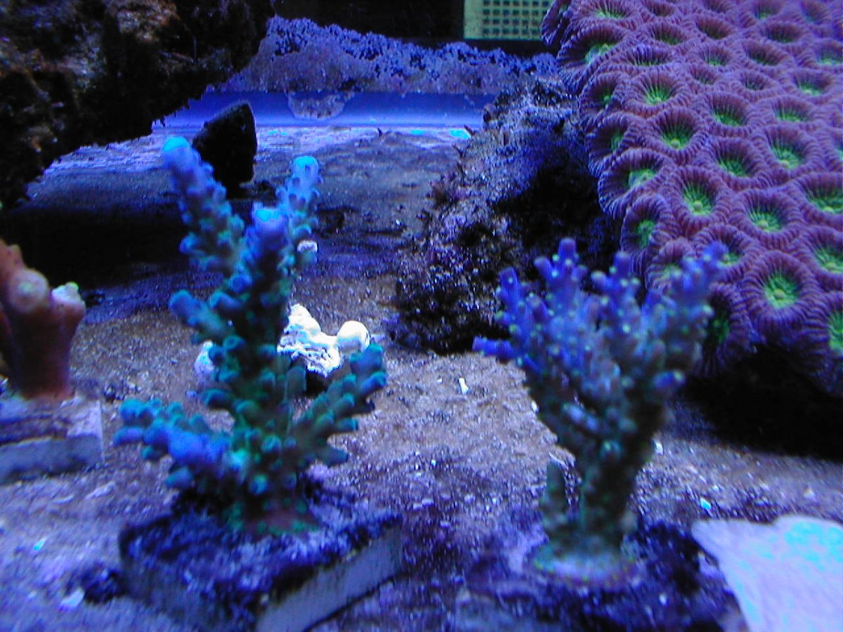 New reefer Coming aboard | Reef2Reef