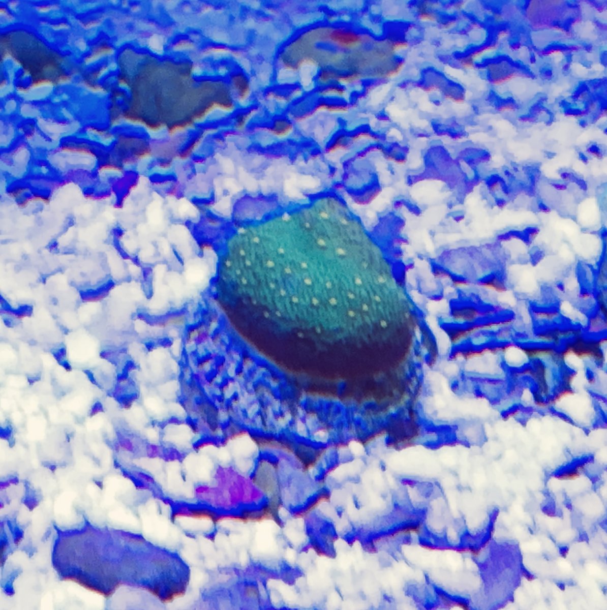Tried the wwc coral club silver 3month. | REEF2REEF Saltwater and Reef ...