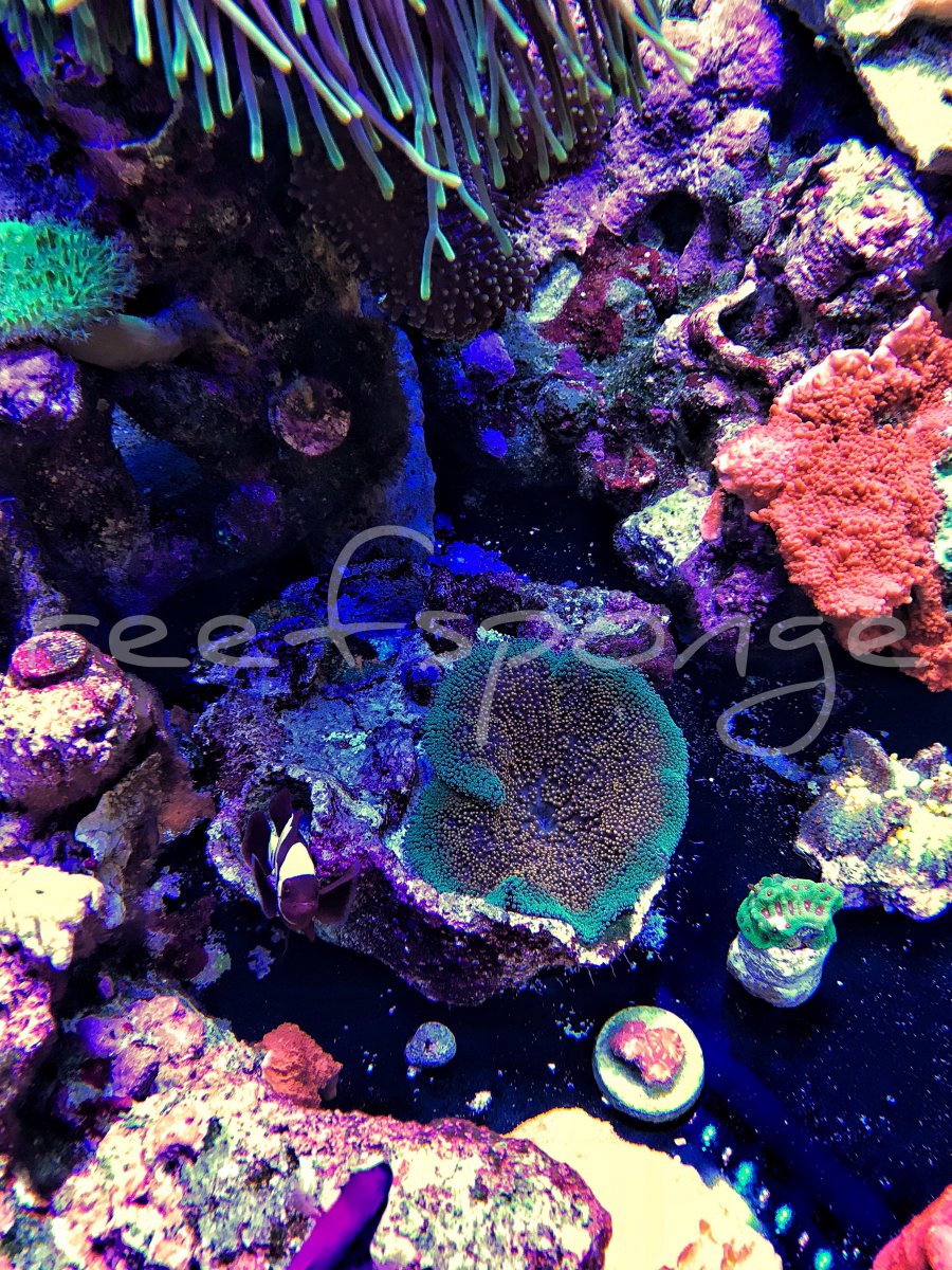 ~ Rainbow Haddoni ~ | Reef2Reef