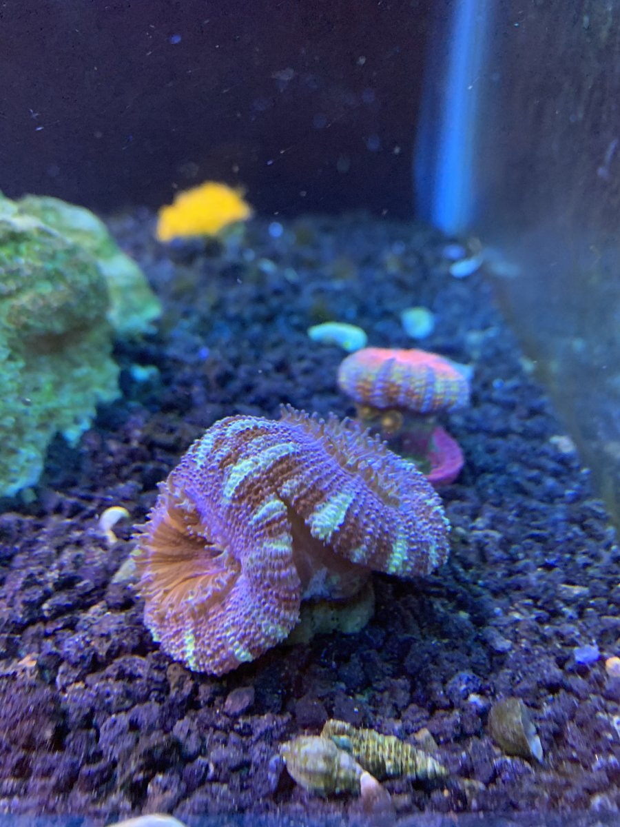 Micromussa growth | Reef2Reef