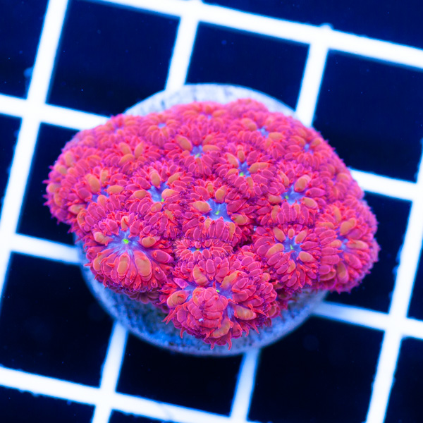 Cherry Corals Cinco De Mayo Sale Starts Now! | Reef2Reef