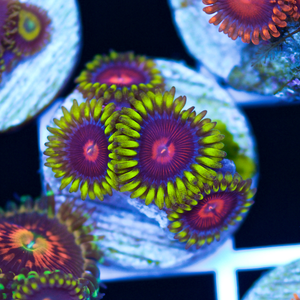 Cherry Corals presents **CORAL MADNESS in March!** March 26 & 27th ...