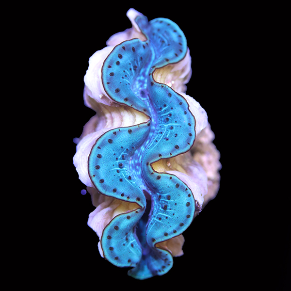 WYSIWYG Maxima Clams back at Biota's Ocean Oddities | Reef2Reef