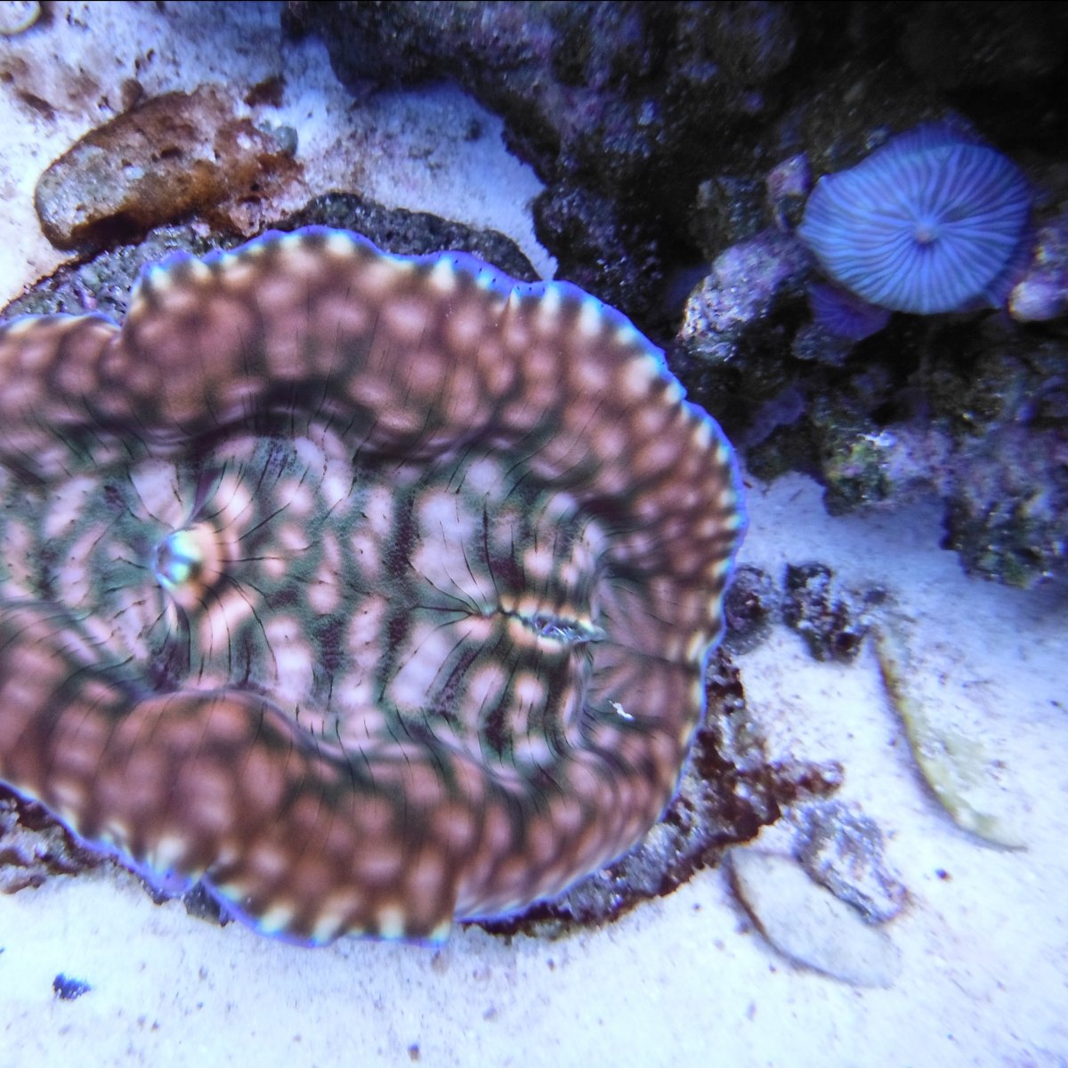 Lets see those CLAM photos! Clams that you have, had, or even ...