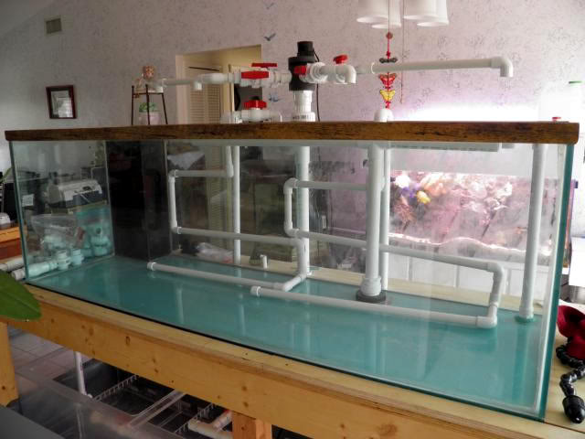 Build Thread - Ron Reefman's new 90g build | Page 3 | Reef2Reef
