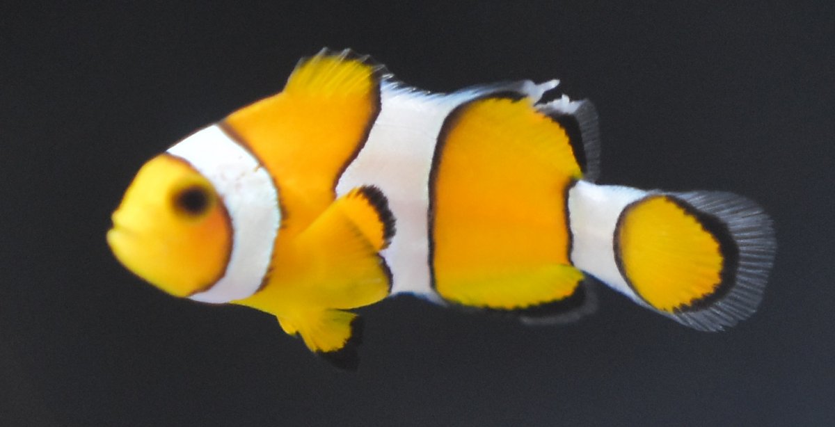 Clownfish with dorsal fin issue? What is this? | Reef2Reef