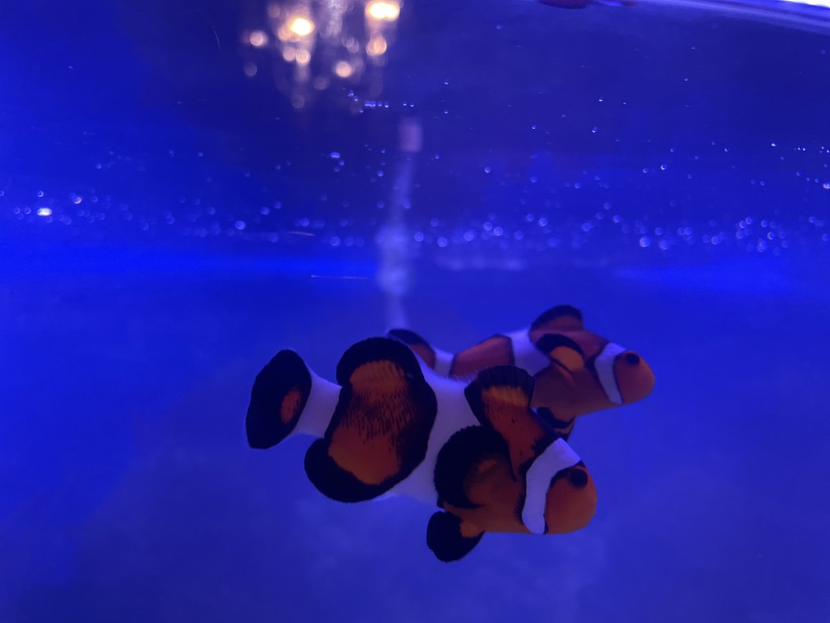 Is this velvet on my Clown fish? | Reef2Reef