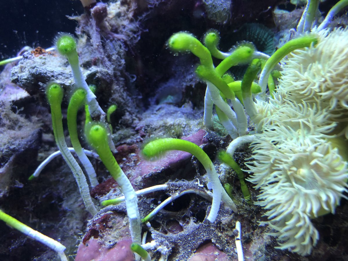 Algae got ne stumped | Reef2Reef