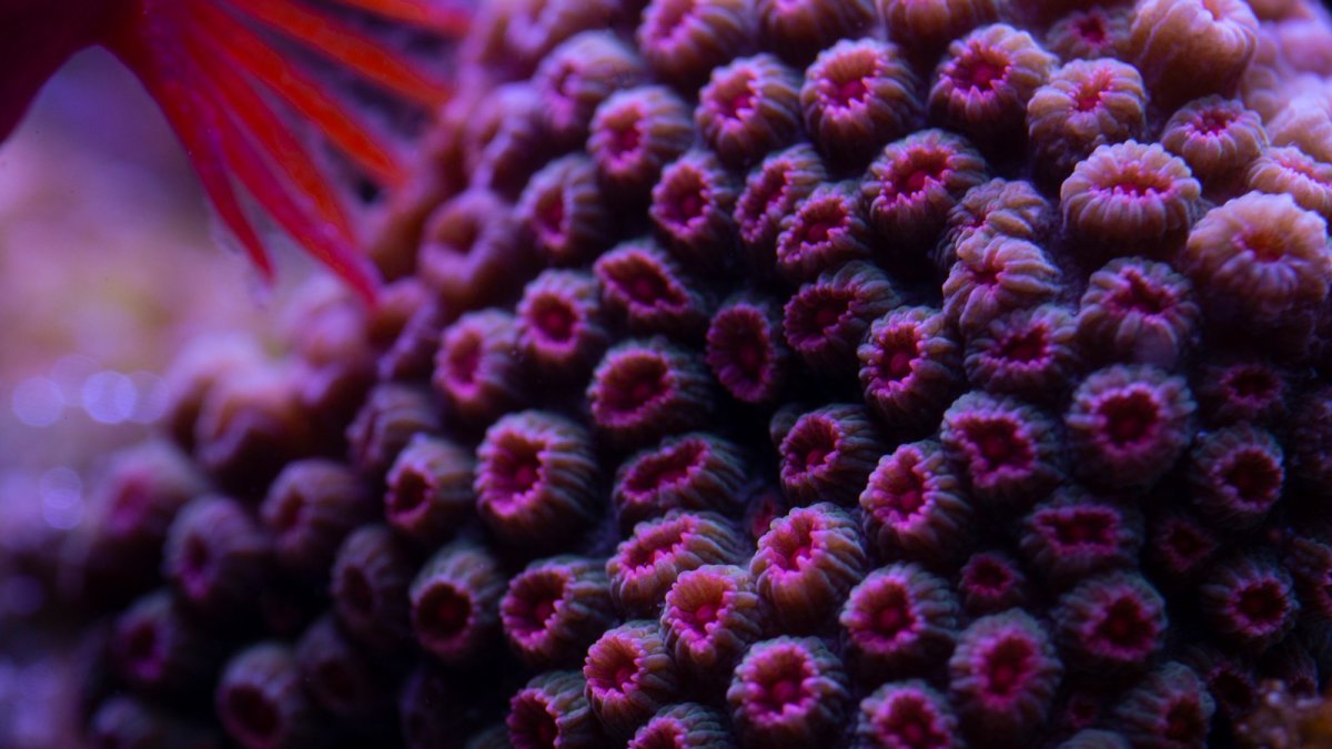 Do you have any unusual coral in your tank? | Reef2Reef