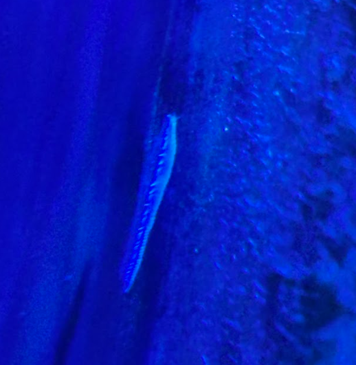 Multi-legged Worm | Reef2Reef