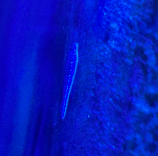 Multi-legged Worm | Reef2Reef