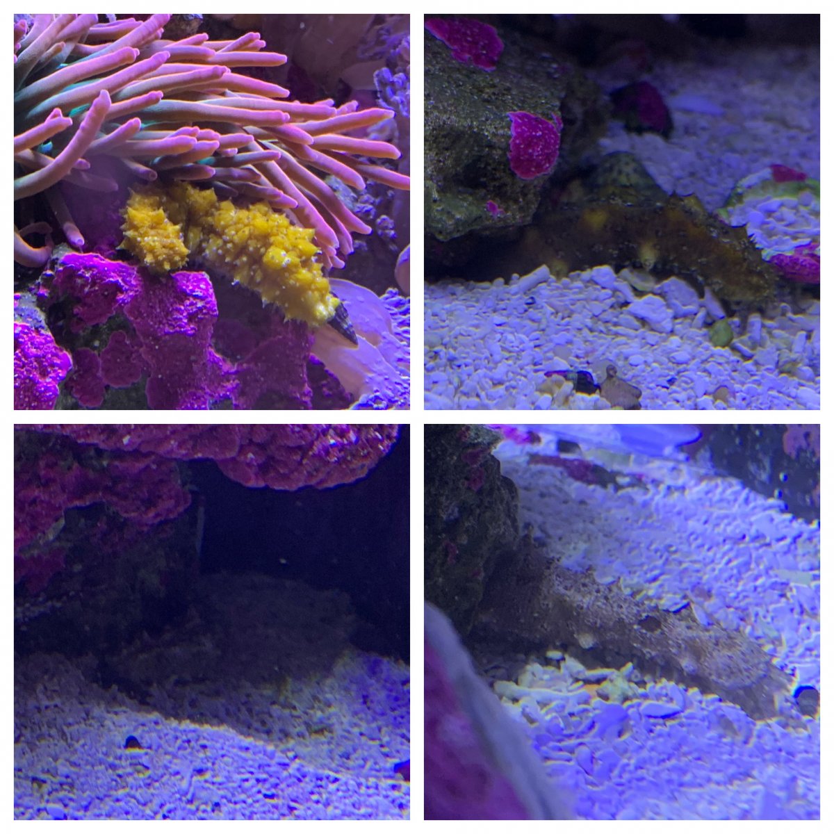 Build Thread - My First Softy Tank... which has turned into a mixed ...