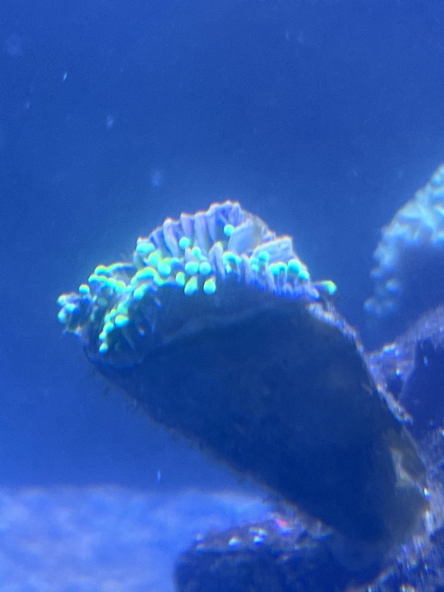 Torch dying?? | Reef2Reef
