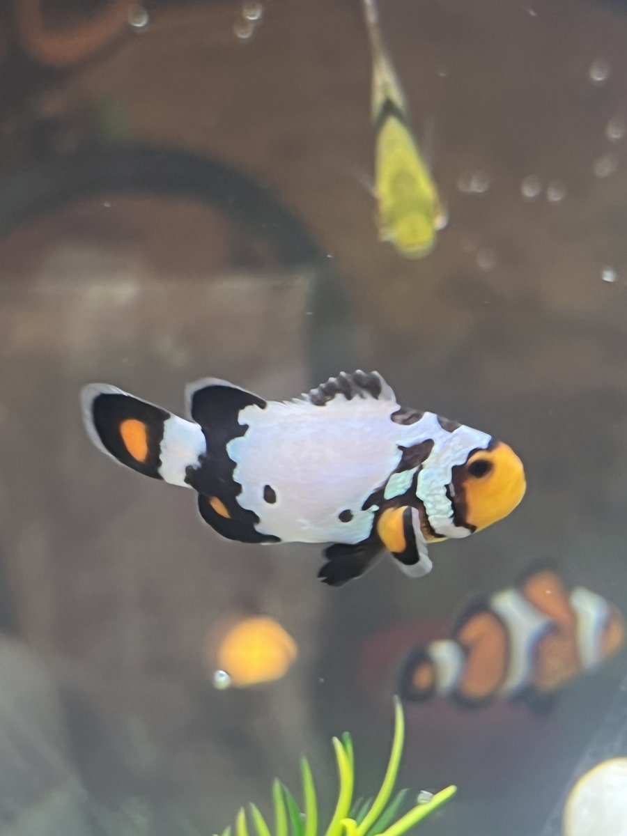 Clownfish sick? | Reef2Reef