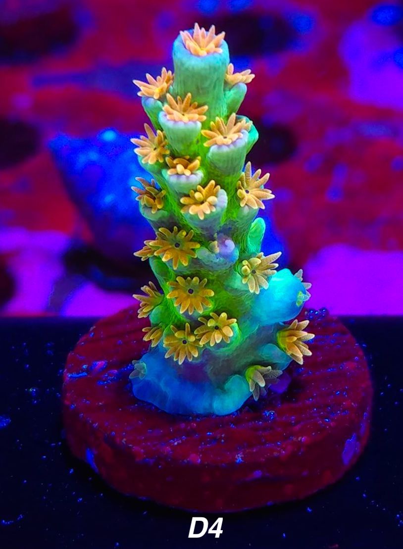 Reef Pro's Summer Splash SALE ENDING TONIGHT!! | REEF2REEF Saltwater ...