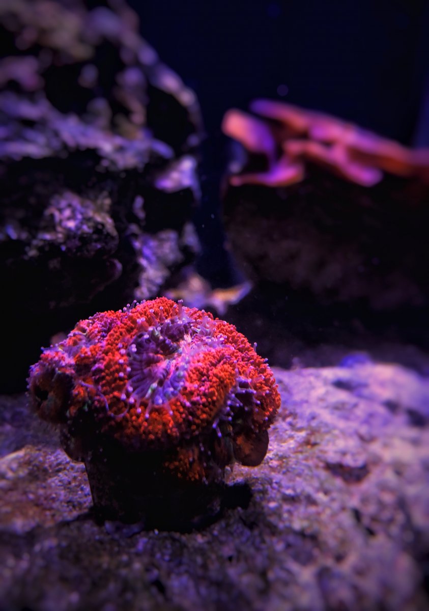 CONTEST - December, 2019 POTM Contest - Christmas Reef | Reef2Reef