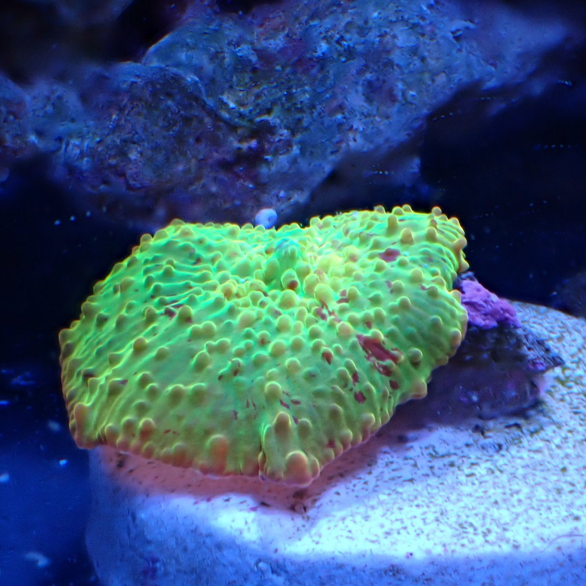 Show off them Mushrooms! | Reef2Reef