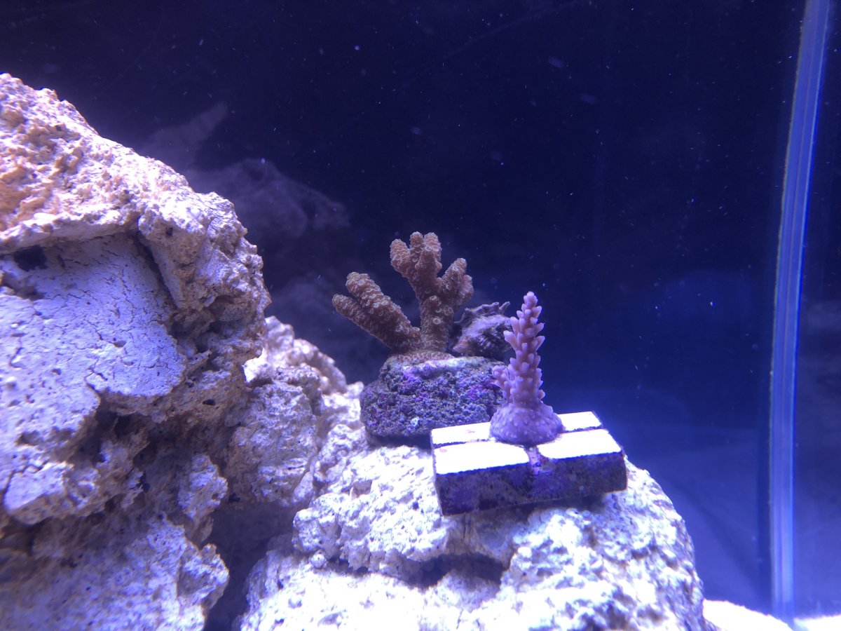 Build Thread - TMC Signature 900 in the UK | Reef2Reef