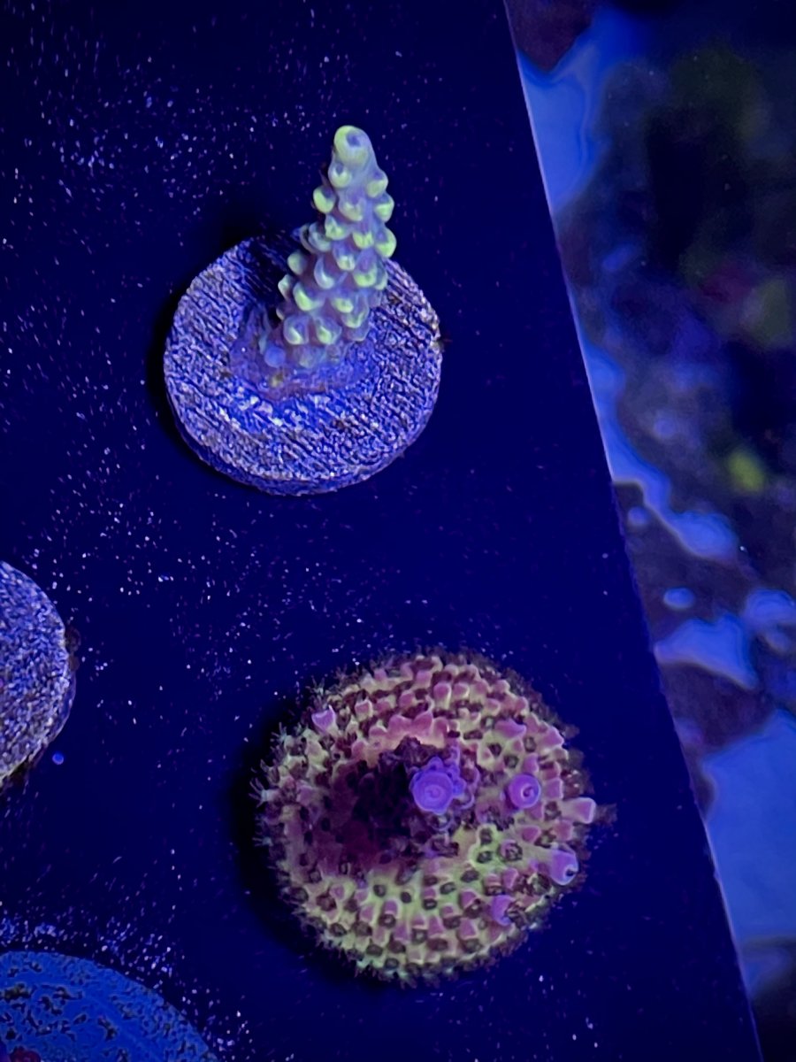 RR Pink Floyd Struggling? | Reef2Reef