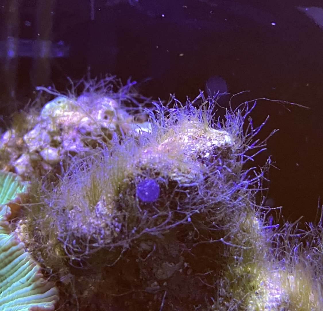 Treating Nuisance Algae With Fluconazole Pico Mixed Reef Reef2reef