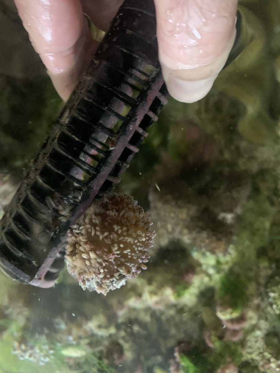Rainbow haddoni | Reef2Reef