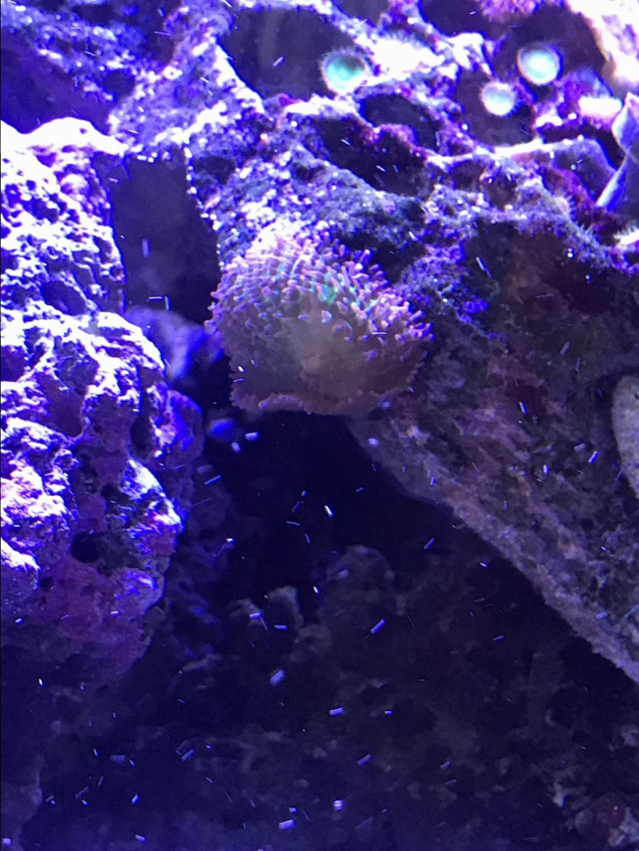 Little rock flower nem | Reef2Reef