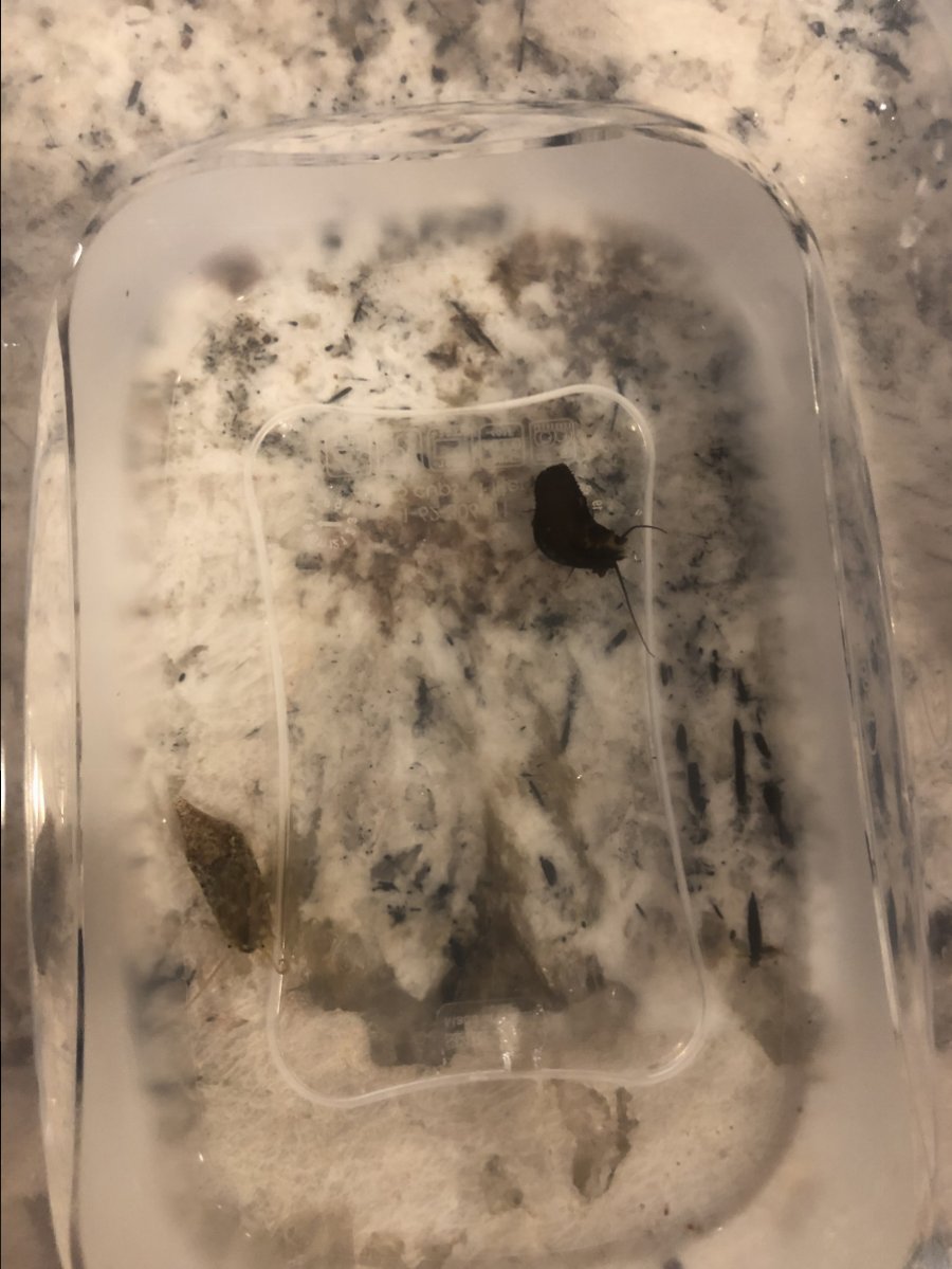 Both Of These Stomatella Snail Reef2reef Saltwater And Reef Aquarium Forum