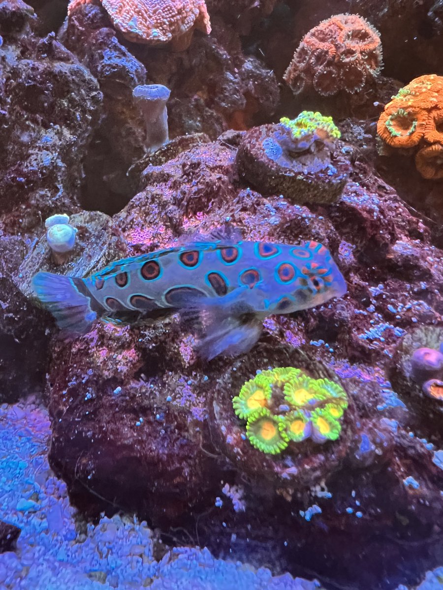 What is the most difficult fish you have kept? | Reef2Reef