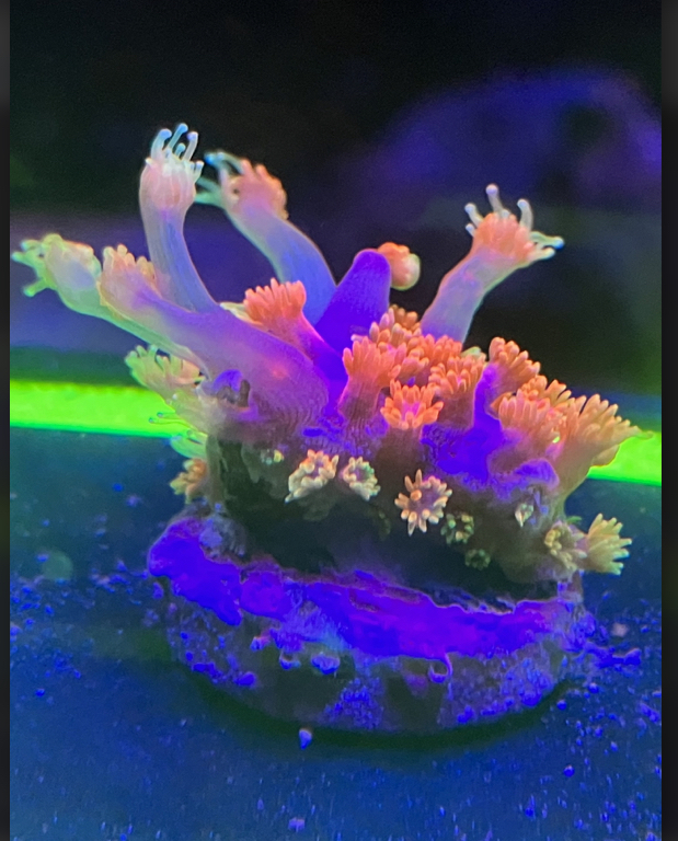 No more zero NO3/PO4 | Reef2Reef