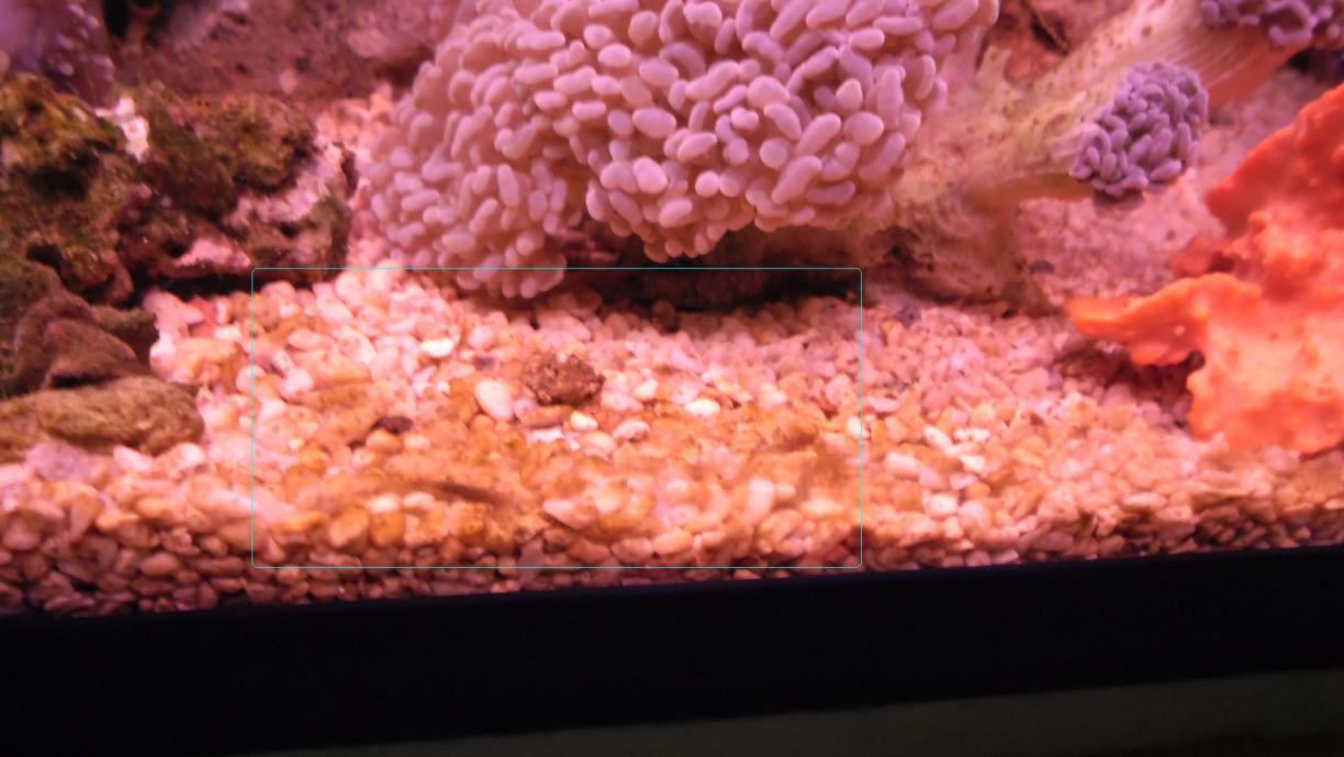 diatom ? | REEF2REEF Saltwater and Reef Aquarium Forum