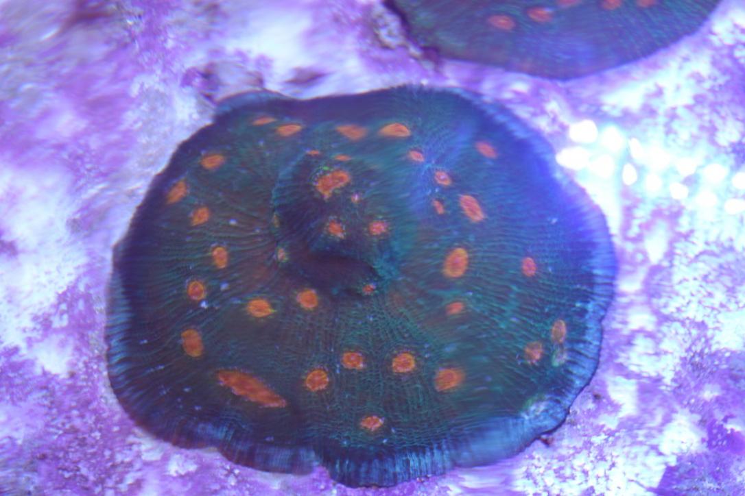 Moving Sale tons of Coral colonies! Huge Jacklepto/JFfiredancer ...