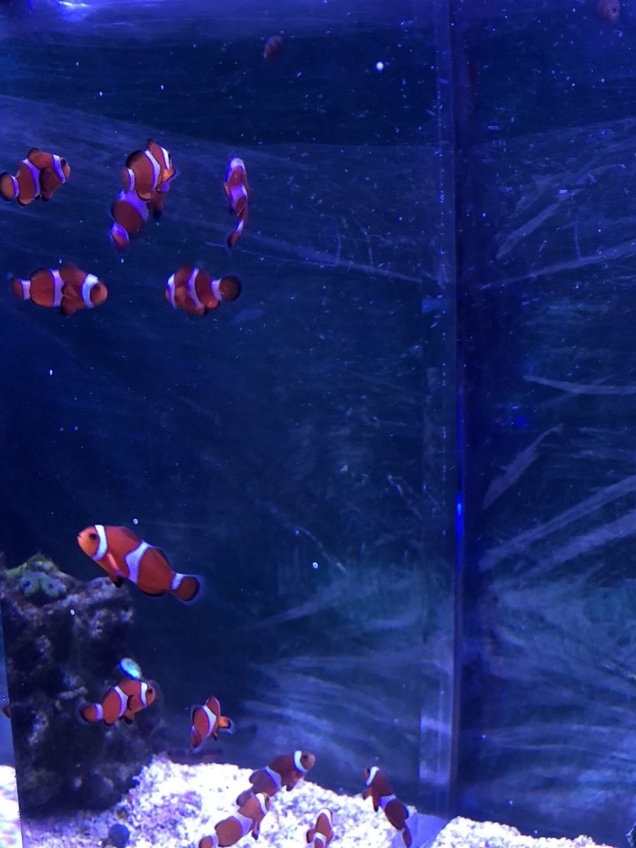 Multiple pairs of clownfish | Reef2Reef