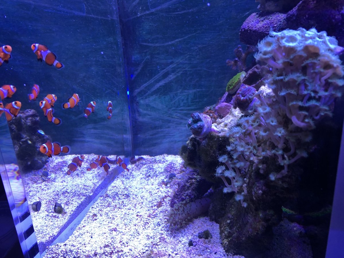 Smallest Clownfish attacking bigger clownfish! | Reef2Reef