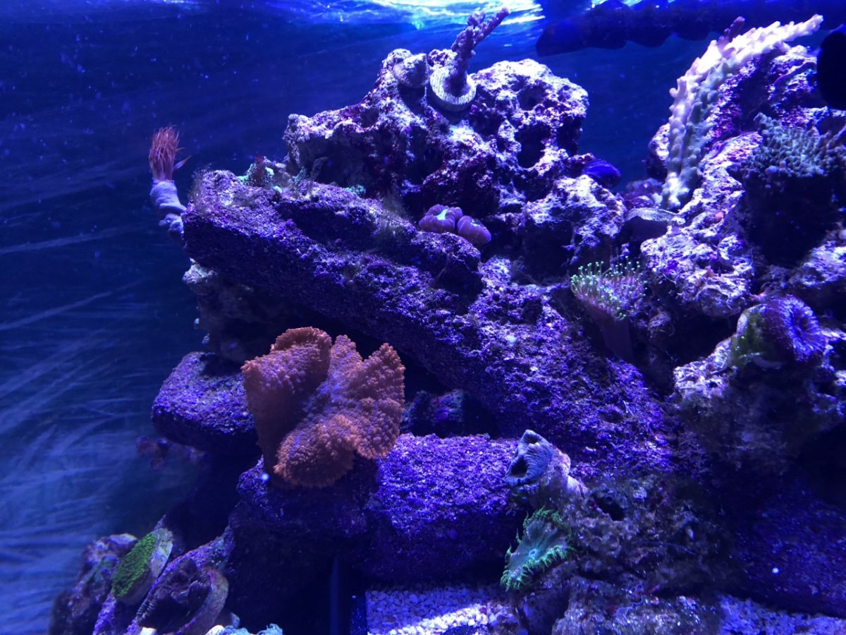 AIO Build - Another tank born. Artfully acrylic Drof Off Tank | Reef2Reef