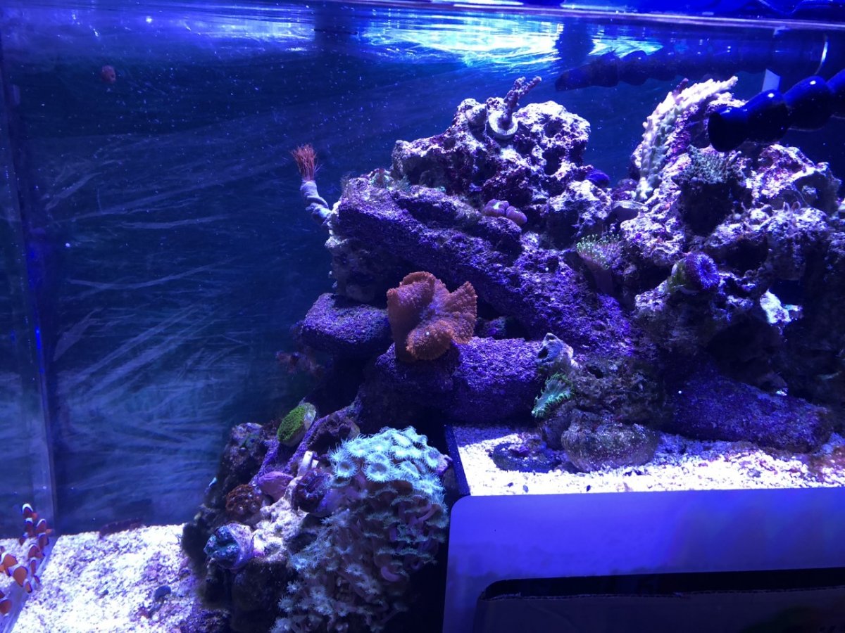 AIO Build - Another tank born. Artfully acrylic Drof Off Tank | Page 2 ...