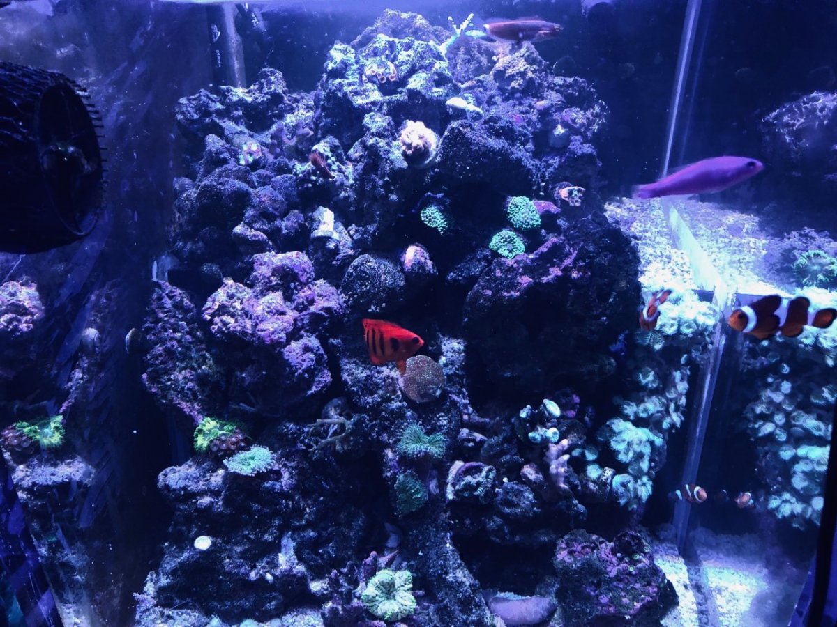 AIO Build - Another tank born. Artfully acrylic Drof Off Tank | Page 2 ...