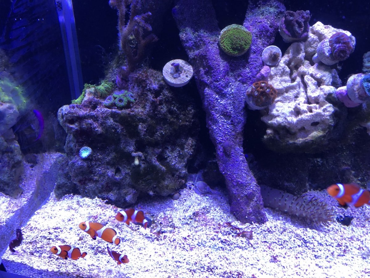 AIO Build - Another tank born. Artfully acrylic Drof Off Tank | Reef2Reef