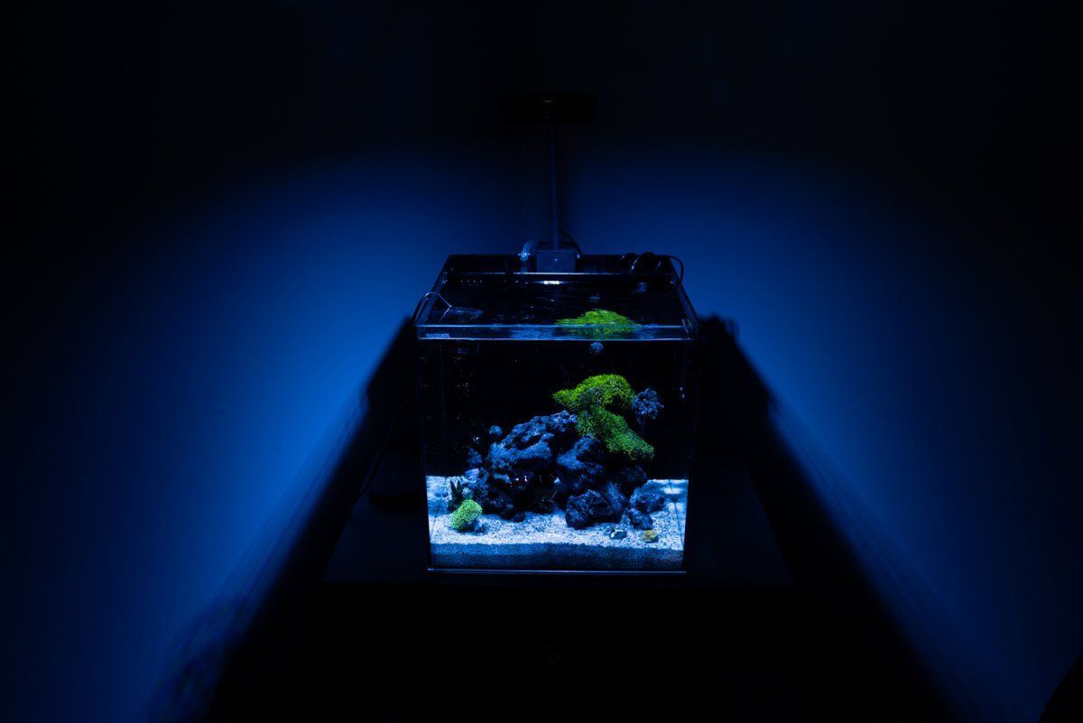 Cube Build - Shaggy's Waterbox Cube 10 +Plus Build | Page 2 | Reef2Reef
