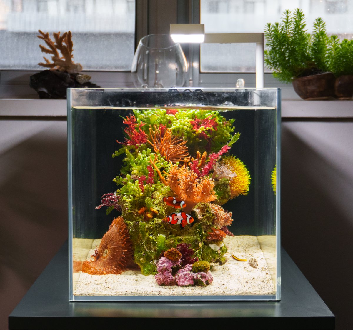 Reef Spotlight - REEF OF THE MONTH - May 2025: CourtneyKeeps a ...