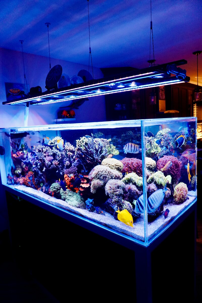 Reef Spotlight - REEF OF THE MONTH - August 2025: Midnight Reef 250 ...
