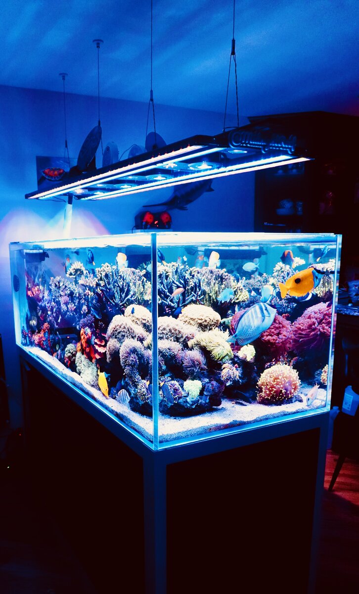 Reef Spotlight - REEF OF THE MONTH - August 2025: Midnight Reef 250 ...