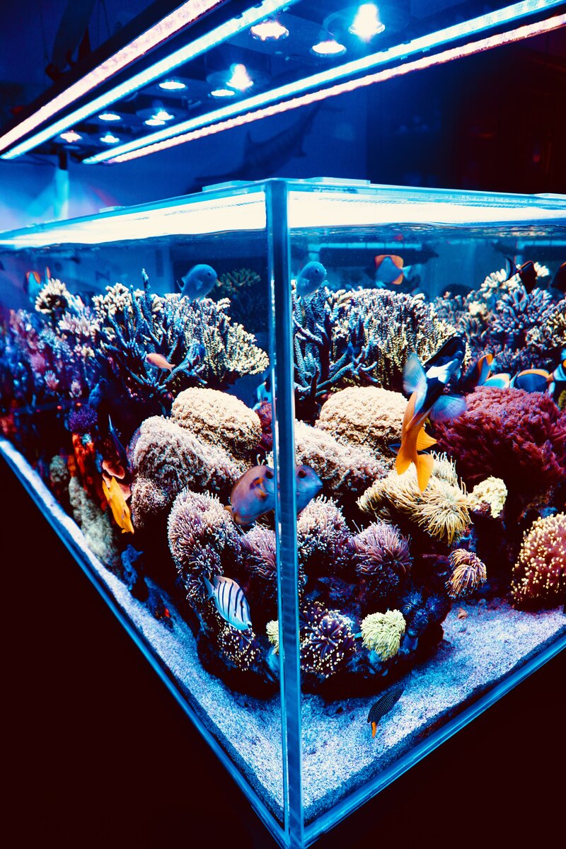Reef Of The Month - REEF OF THE MONTH - August 2025: Midnight Reef 250 ...