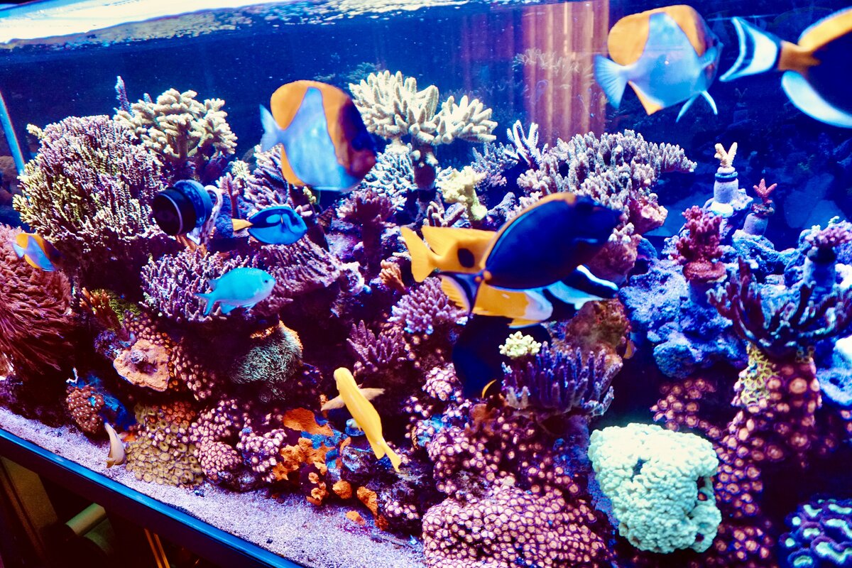 Reef Of The Month - REEF OF THE MONTH - August 2025: Midnight Reef 250 ...