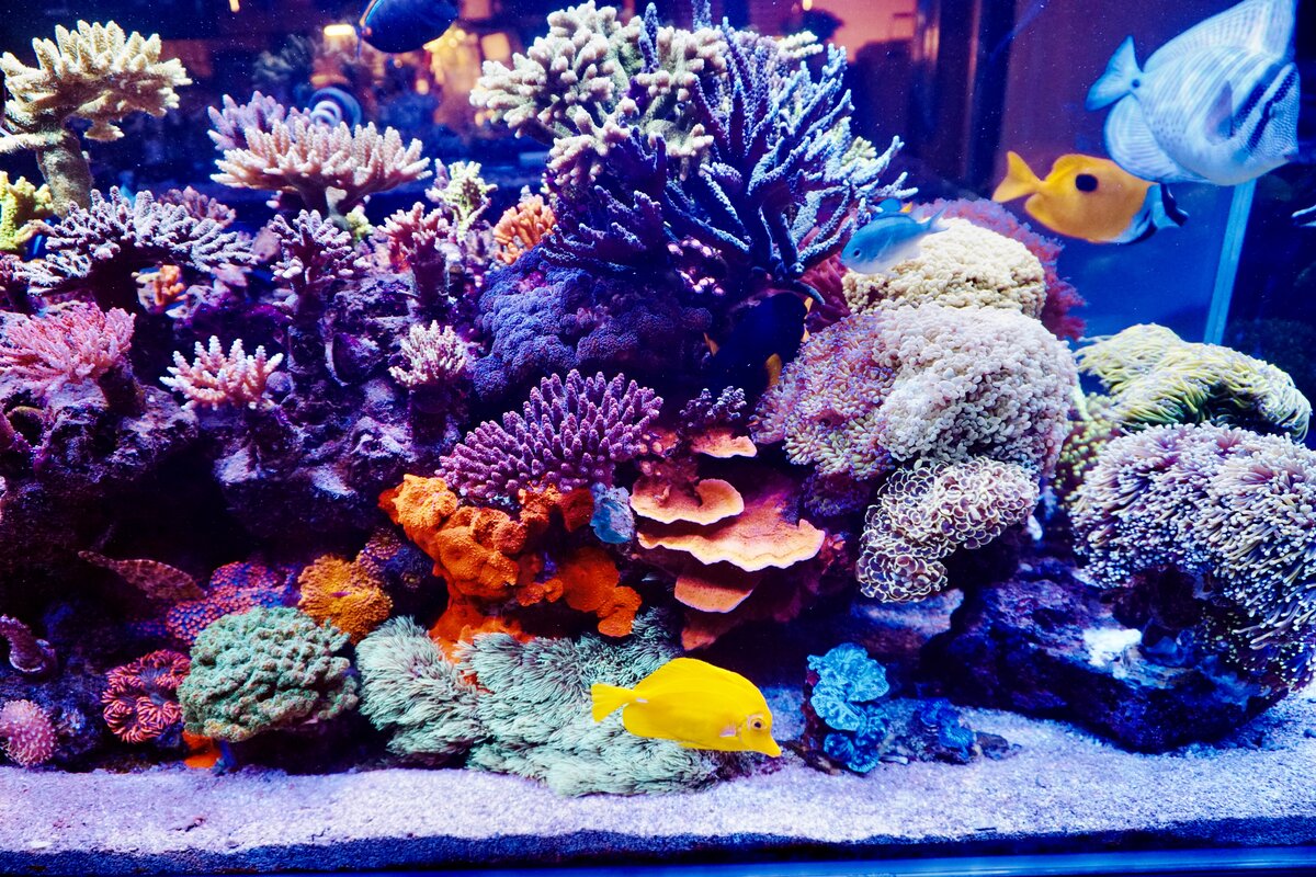 Reef Of The Month - REEF OF THE MONTH - August 2025: Midnight Reef 250 ...