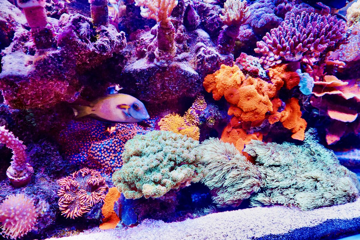 Reef Of The Month - REEF OF THE MONTH - August 2025: Midnight Reef 250 ...